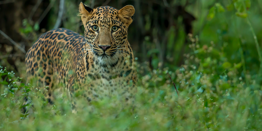 Panna National Park & Places to Visit in Panna (2026) | MP Tourism