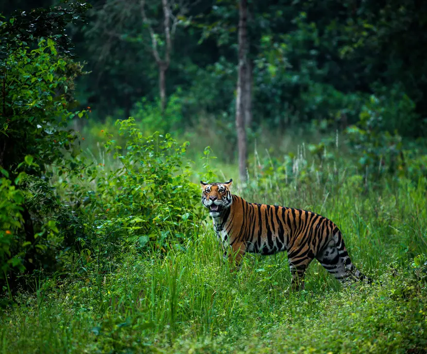 Pench National Park & Tiger Reserve (2025)| MPTourism