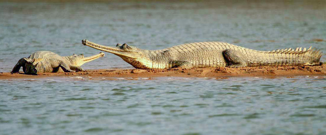 National Chambal Sanctuary, Chambal Gharial Sanctuary | MPTourism