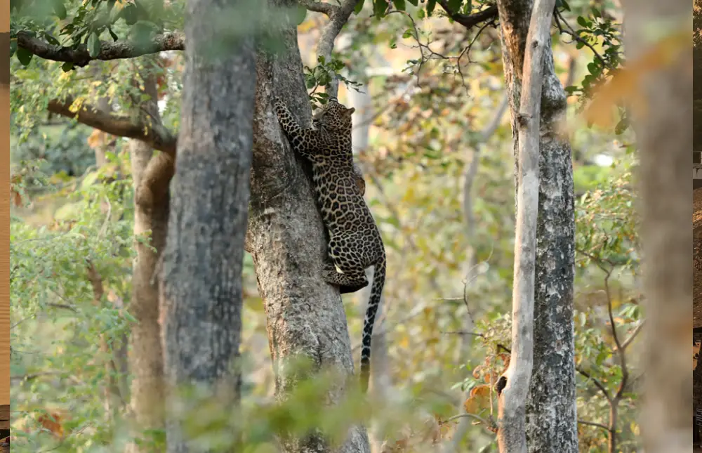 Plan Your Travel Itinerary in MP | Madhya Pradesh Tourism